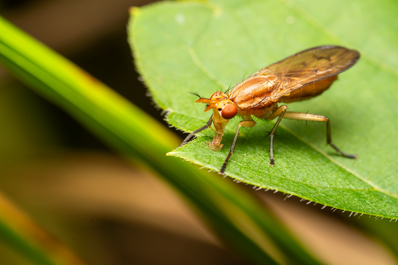 Case Study: Catching Attention in the Fruit Fly Trap Category - DeepM ...